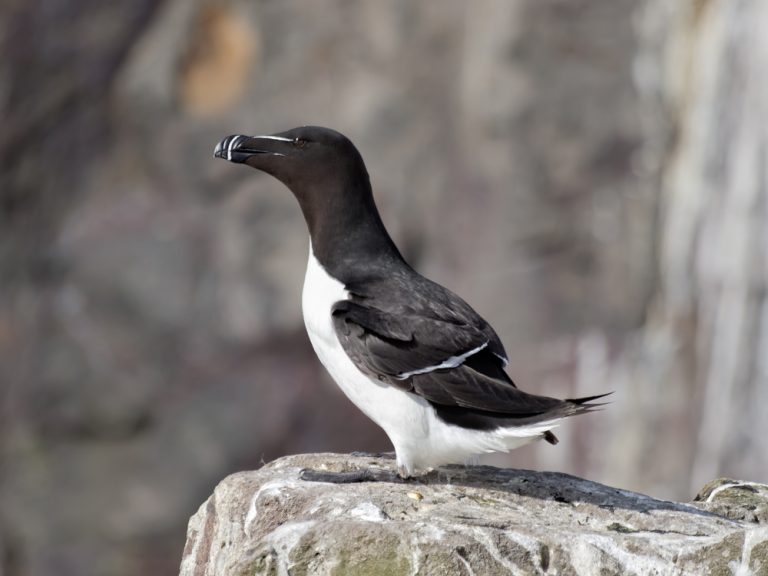 Birds of the Northumberland Coast - Ivor Rackham - Photography