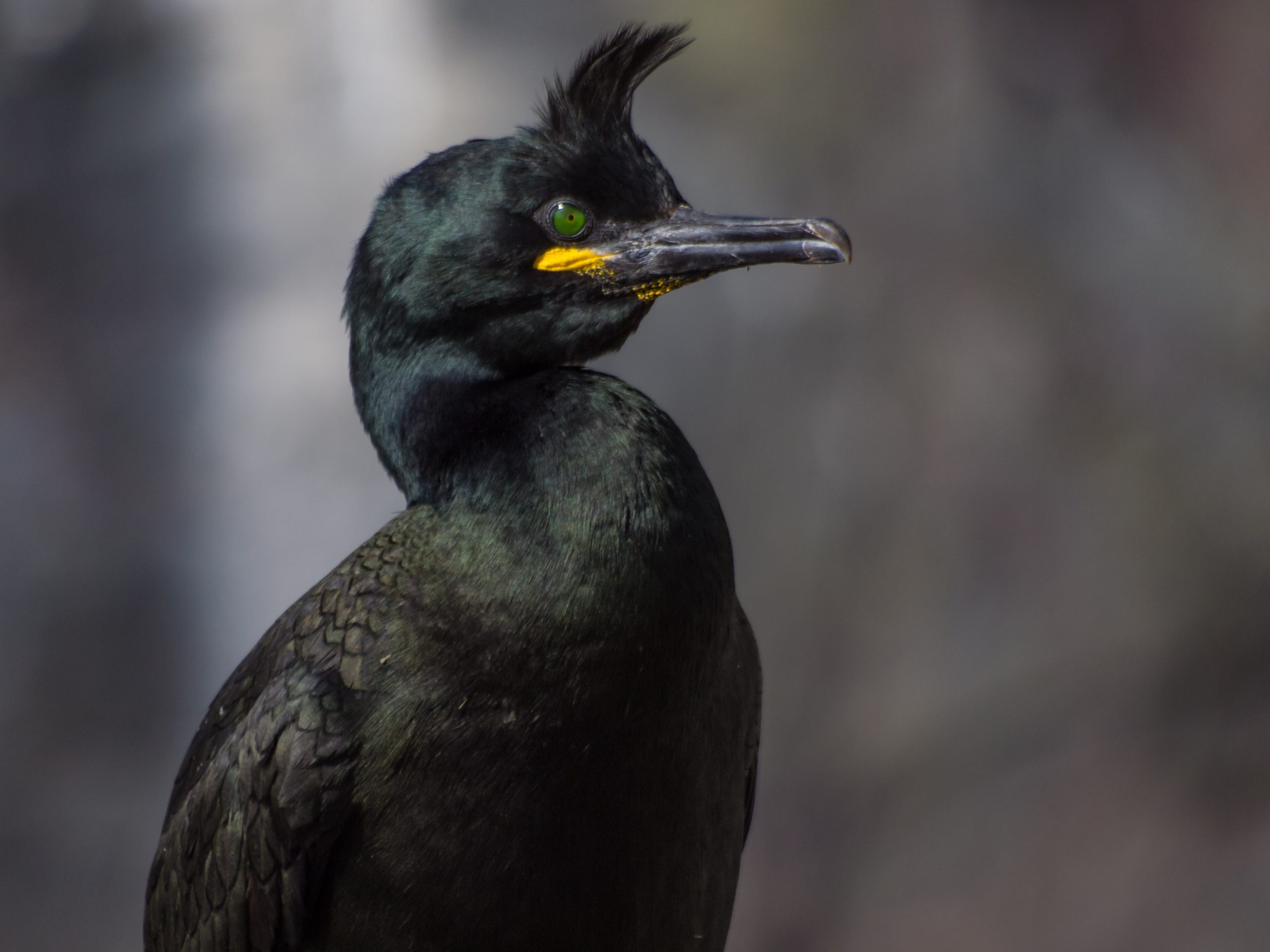 Birds of the Northumberland Coast - Ivor Rackham - Photography
